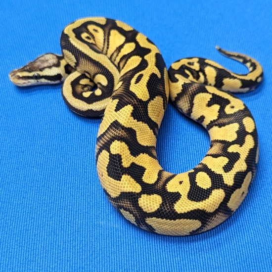 Yellow Belly Pastel 100% Quad Het Hypo Desert Ghost Clown Piebald Ball ...