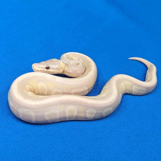 Stranger Lavender Albino Axanthic (VPI) "Lavender Snow" Ball Python by ...