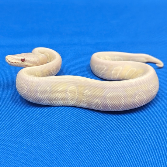 Stranger Lavender Albino Axanthic (VPI) "Lavender Snow" Ball Python by ...