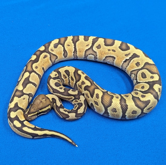 Hurricane Enchi Hypo 100% Het Rainbow Ball Python by Amos Reptiles