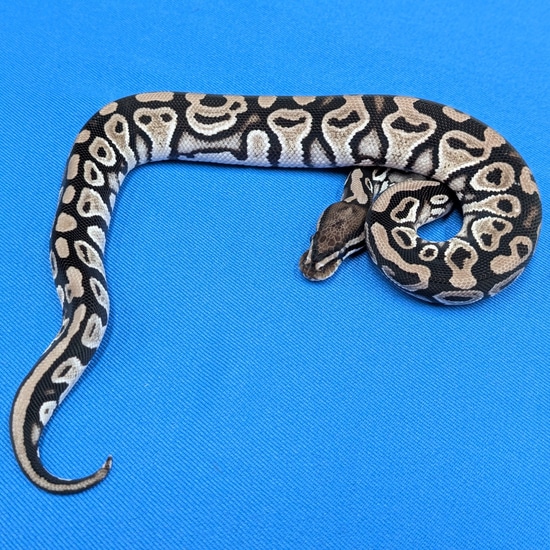 Hurricane Fire Axanthic VPI 100% DH Clown Piebald Ball Python by Amos ...