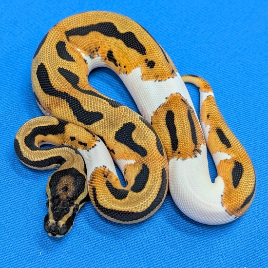 Super Orange Dream Piebald 100% Het Desert Ghost Ball Python by Amos ...