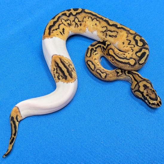 Hurricane Fire Clown Piebald 100% Het Axanthic VPI Ball Python by Amos Reptiles