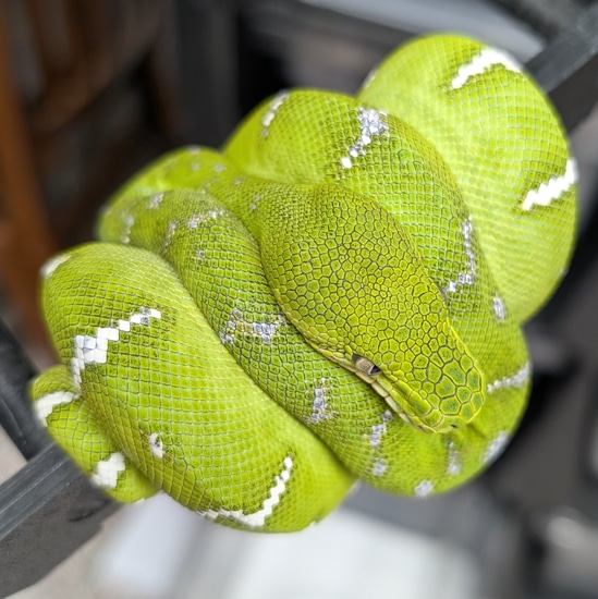 USCBB Northern Emerald Tree Boa by Amos Reptiles