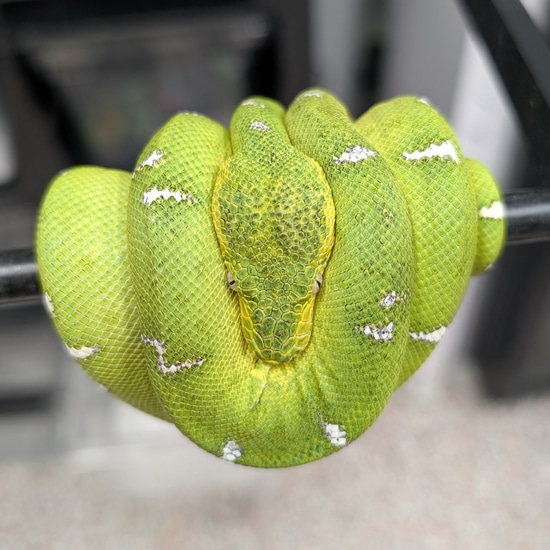 USCBB Northern Emerald Tree Boa by Amos Reptiles