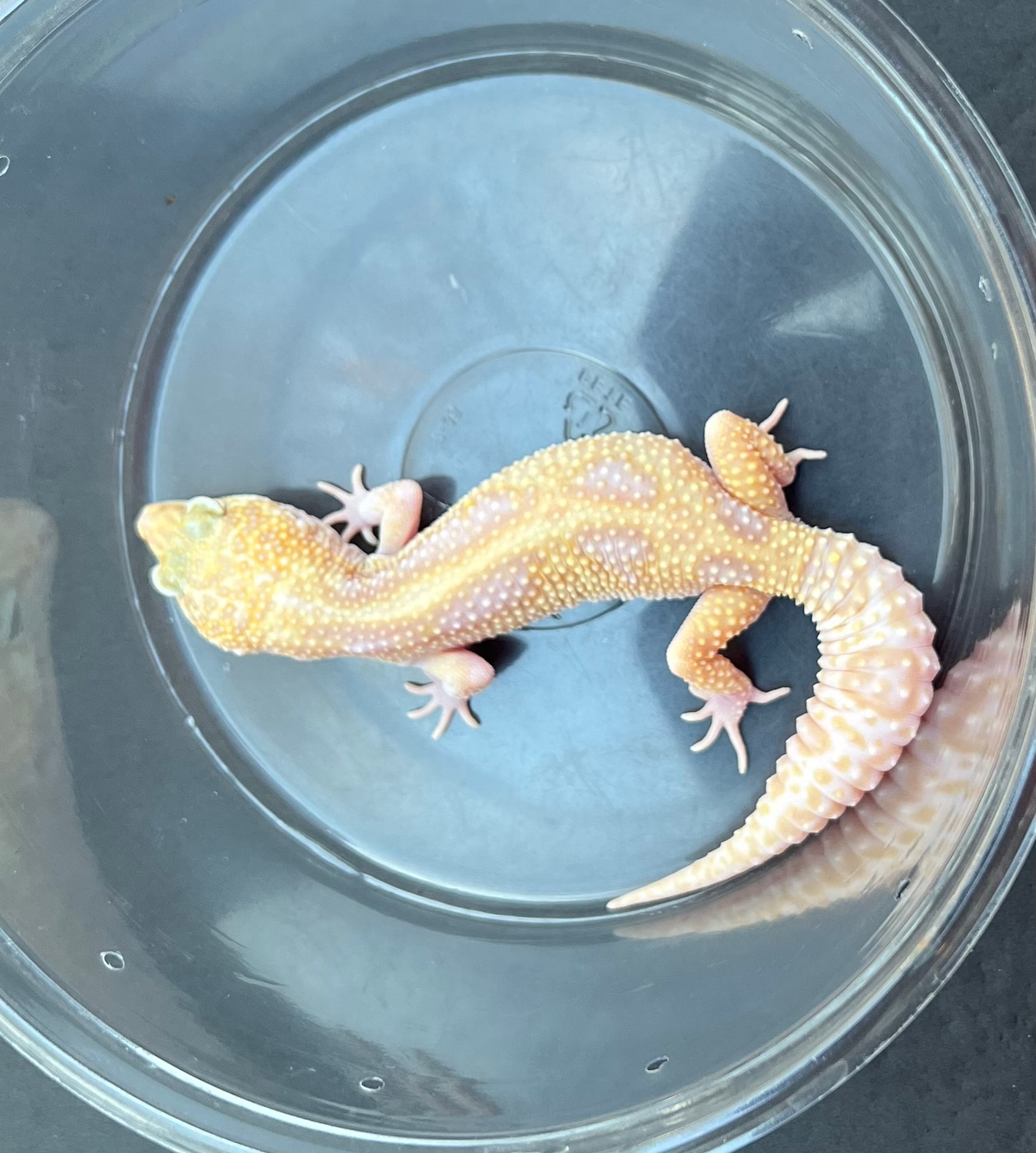 Mack Snow Raptor Het. Murphy's Patternless Leopard Gecko by Amplified ...