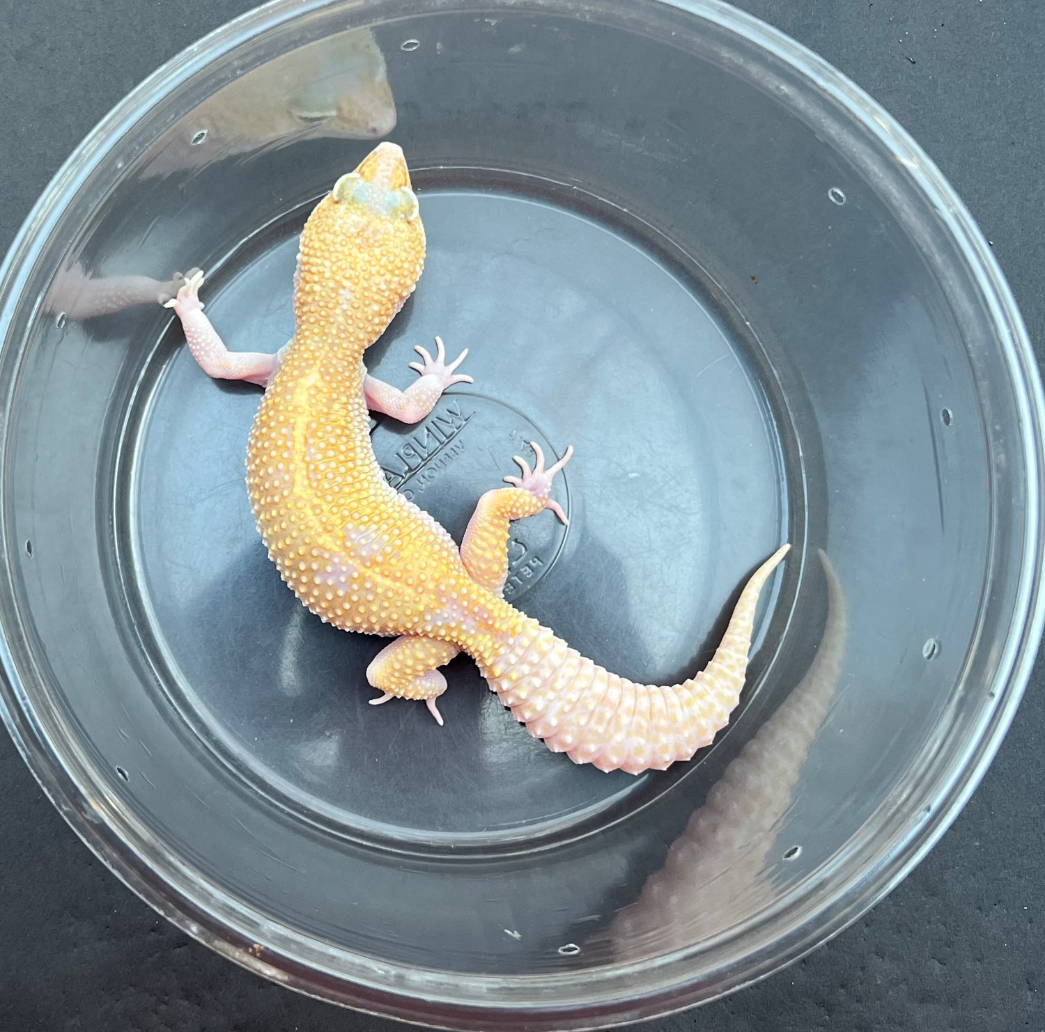 Mack Snow Raptor Het. Murphy's Patternless Leopard Gecko by Amplified ...