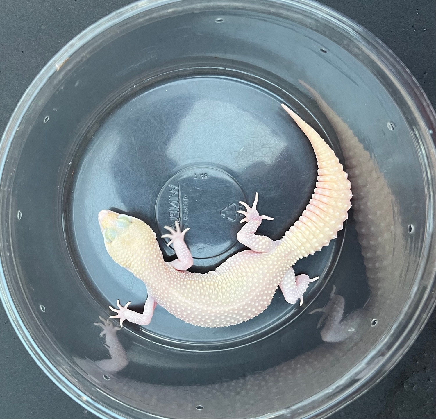 Mack Snow Raptor Het. Murphy's Patternless Leopard Gecko by Amplified ...