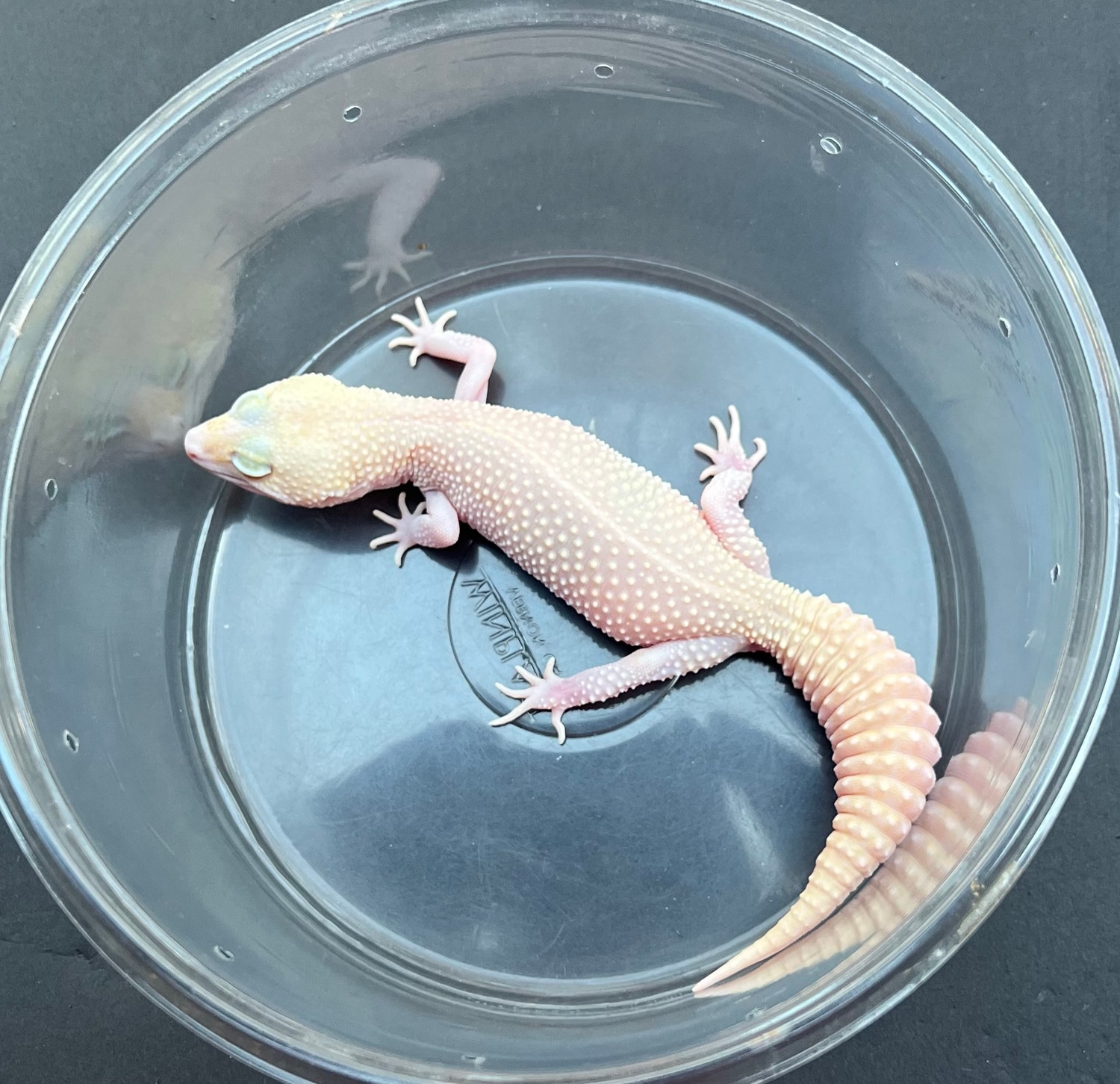 Mack Snow Raptor Het. Murphy's Patternless Leopard Gecko by Amplified ...