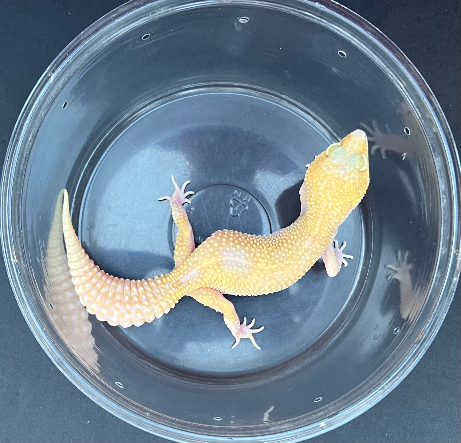 Mack Snow Raptor Het. Murphy's Patternless Leopard Gecko by Amplified ...