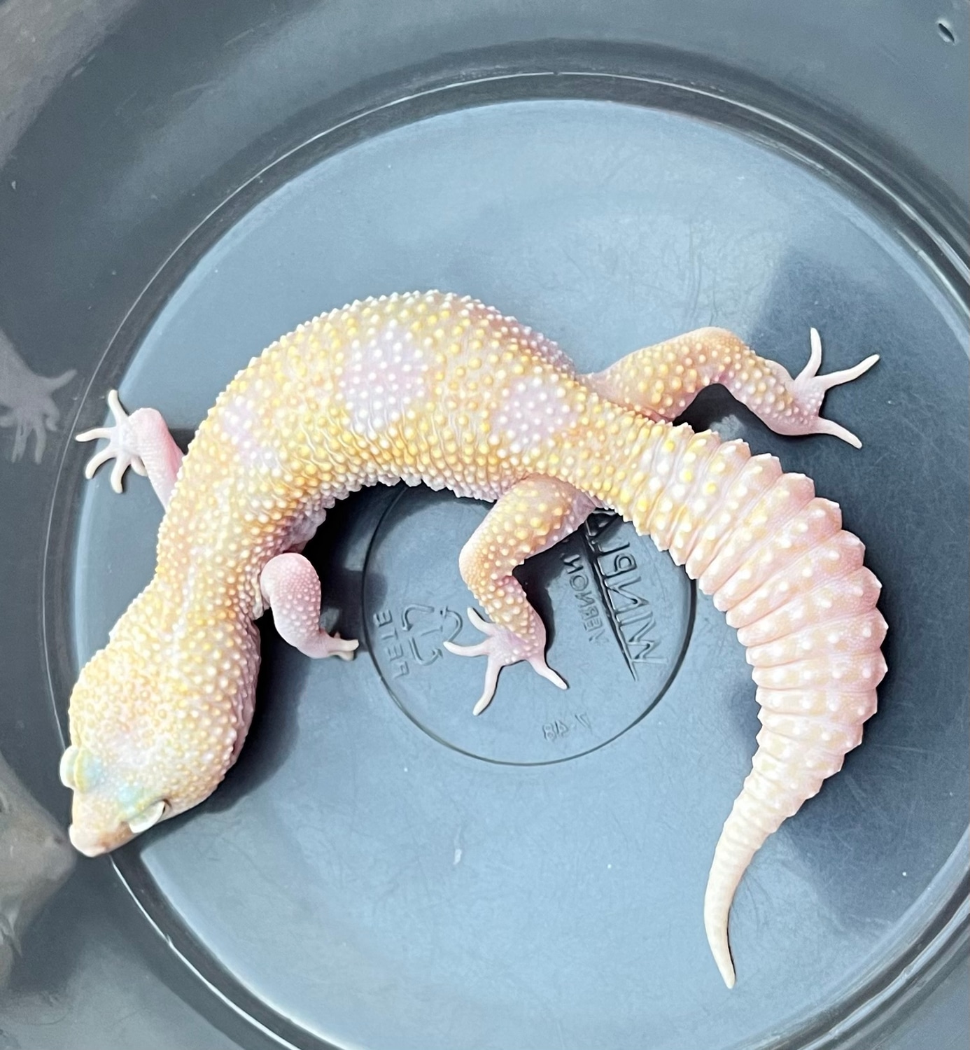 Mack Snow Raptor Het. Murphy's Patternless Leopard Gecko by Amplified ...