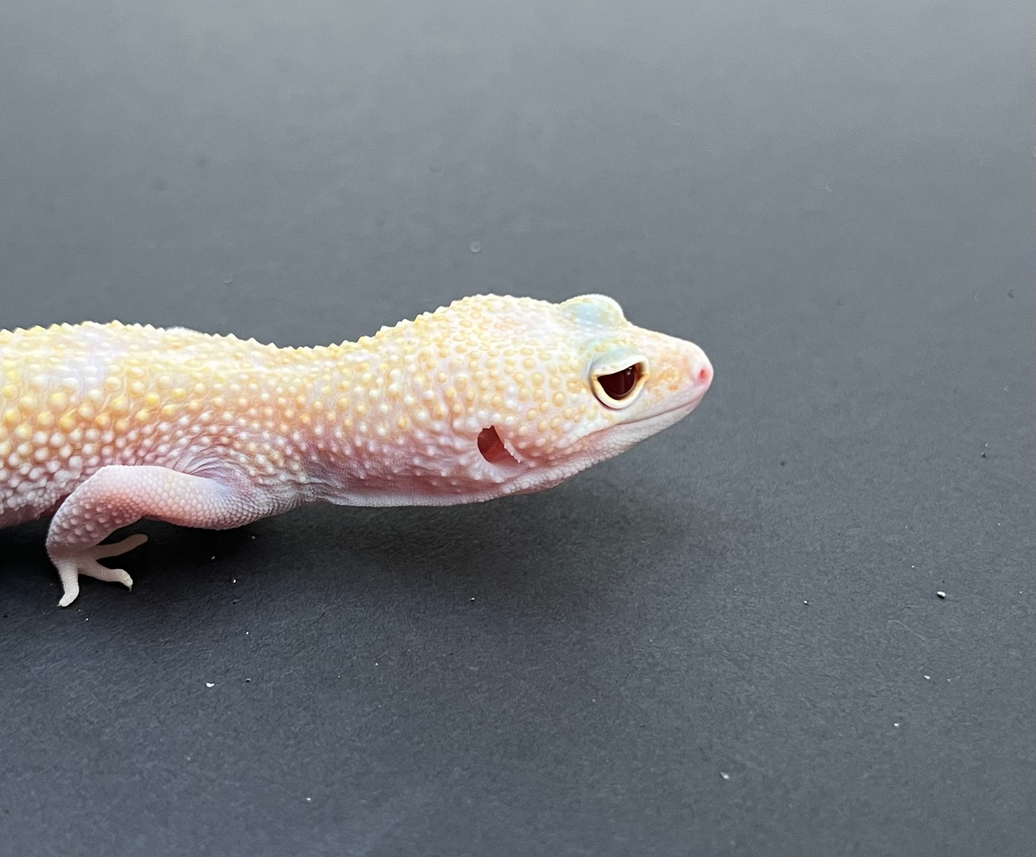 Mack Snow Raptor Het. Murphy's Patternless Leopard Gecko by Amplified ...