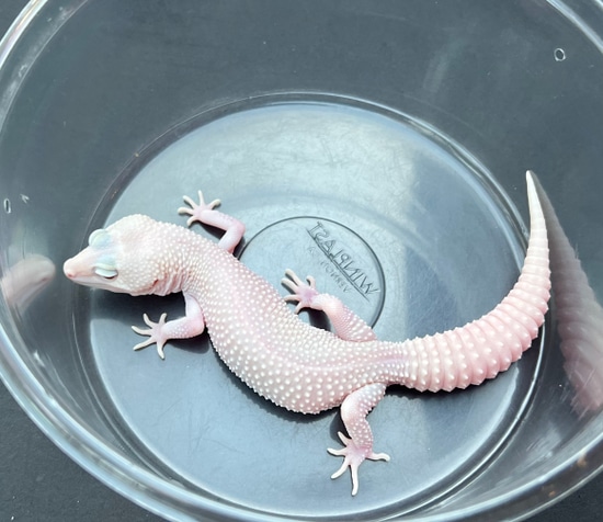 Super Snow Raptor Leopard Gecko by Amplified Geckos