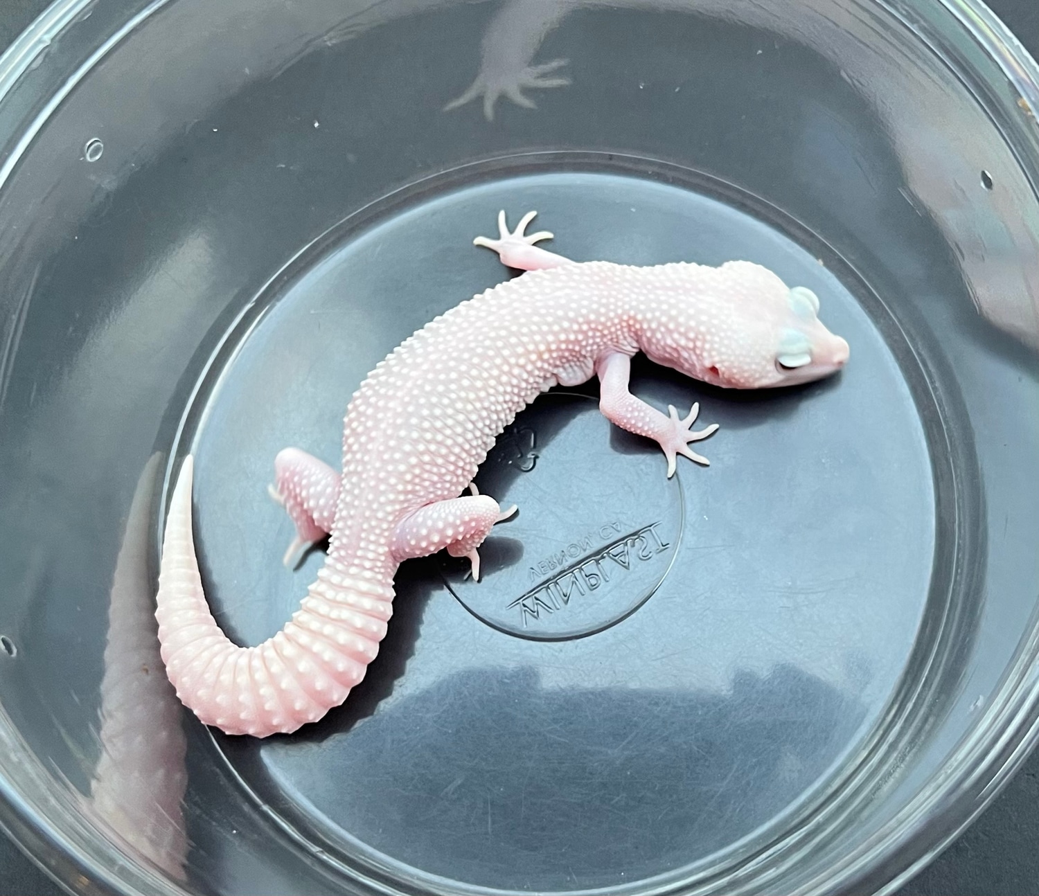 Super Snow Raptor Leopard Gecko by Amplified Geckos - MorphMarket