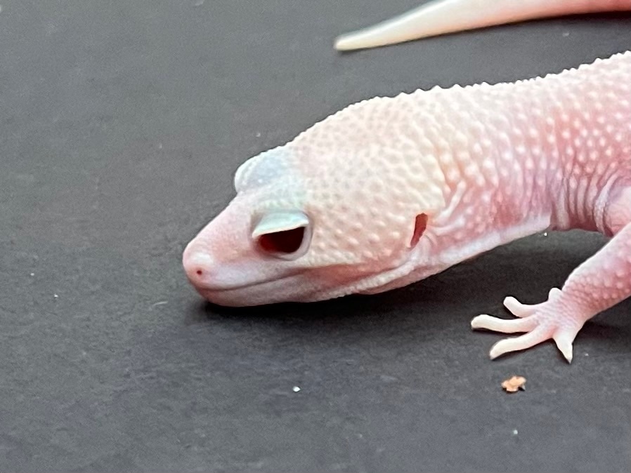 Super Snow Raptor Leopard Gecko by Amplified Geckos - MorphMarket