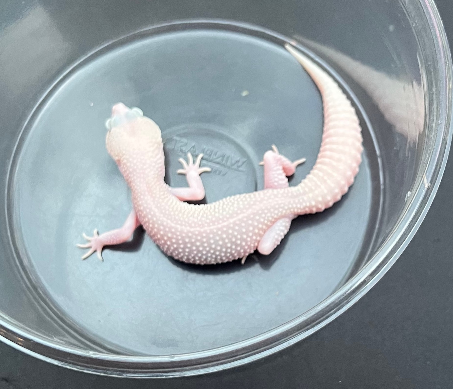 Super Snow Raptor Leopard Gecko by Amplified Geckos - MorphMarket