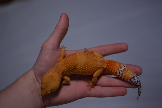 50% Electric 50% Inferno Leopard Gecko by Amplified Geckos