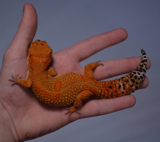 2022 Tangerine Tornado Electric Inferno Cross Leopard Gecko by ...