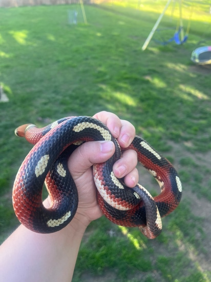 Breeding Pair Of Aberrant Patterned Milksnakes Nelson's Milk Snake by ...
