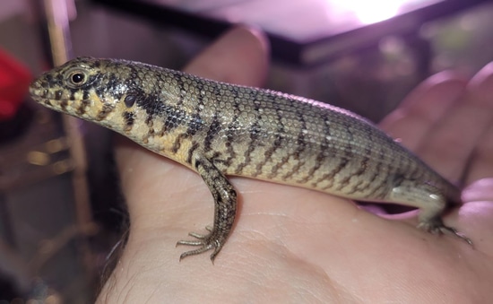 Young Male Zebra Skink Other Skink by Stella Reptiles