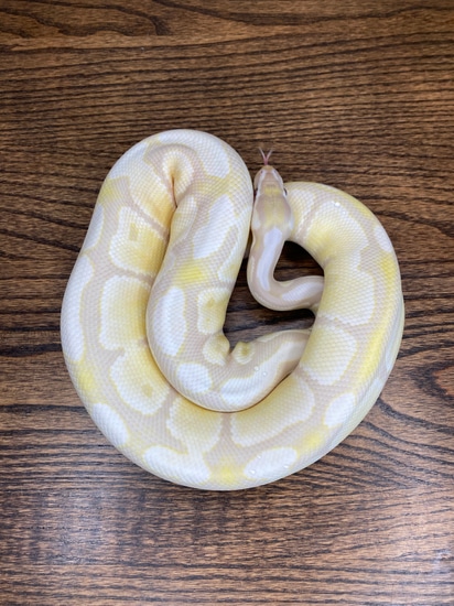Sale!! 2020 VPI Lavender Snow Adult Male Ball Python by Mad Monkey Morphs