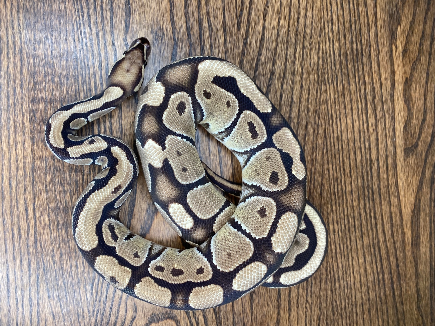 1/2 Price 2020 Pair M/F Vanilla Het Clowns Ball Python by Mad Monkey ...