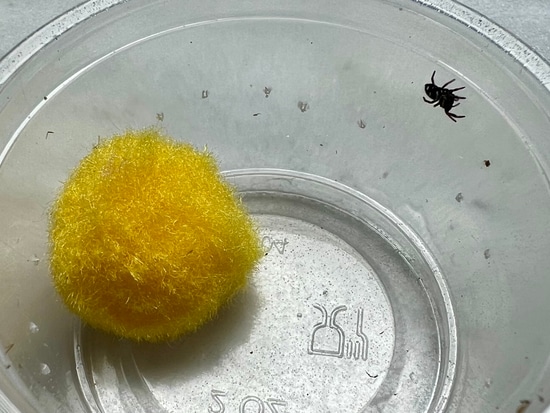 Phidippus Regius (Regal Jumping Spider) Spiderling Single by Amy Keeps ...