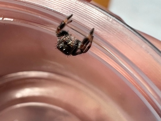 P. Regius (Regal Jumping Spider) I5 Spiderling Single by Amy Keeps ...