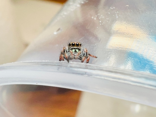 Phidippus Regius (Regal Jumping Spider) I5 Spiderling Pair by Amy Keeps ...