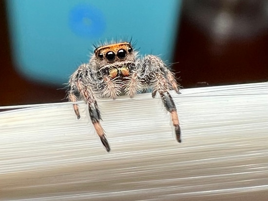 Phidippus Regius (Presumed) Female Spiderling Jumping Spider by Amy ...