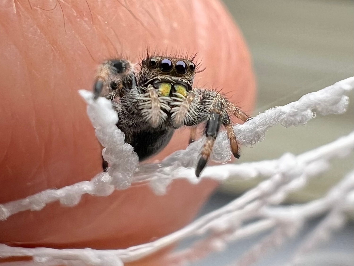 Phidippus Regius (Presumed) Female Spiderling + Sibling True Spider by ...