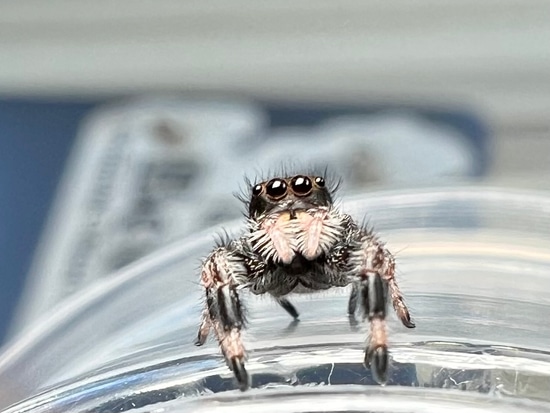 Phidippus Regius (Presumed) Female Spiderling Other Spider by Amy Keeps ...
