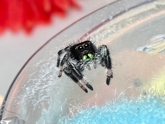 Phidippus Regius (Presumed) Male Spiderling Jumping Spider by Amy Keeps ...
