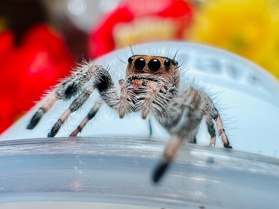 Phidippus Regius (Presumed) Female Spiderling Jumping Spider by Amy ...
