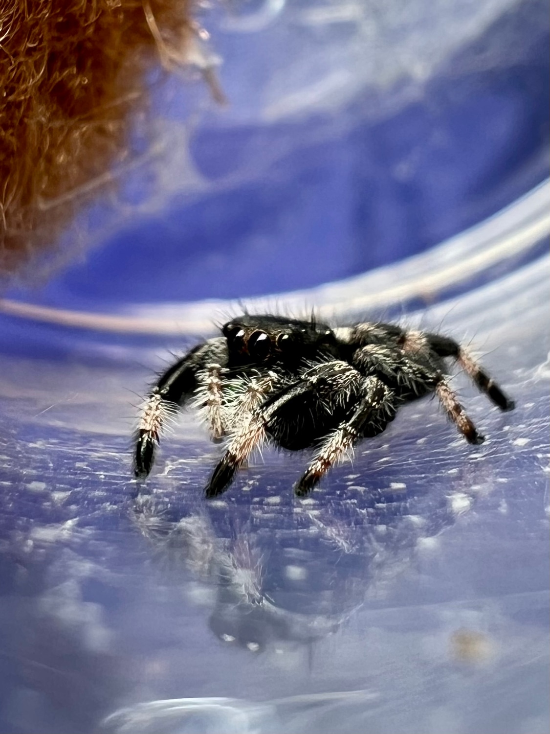 Phidippus Regius (Presumed) Male Spiderling Jumping Spider by Amy Keeps ...