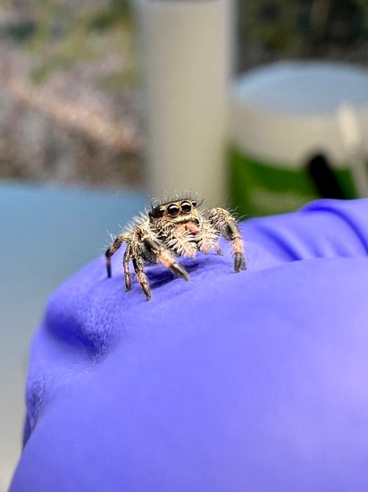 Phidippus Regius (Presumed) Female Spiderling Jumping Spider by Amy ...