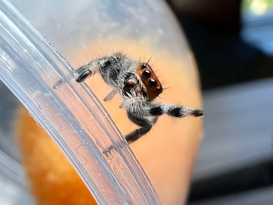 Phidippus Regius (Presumed) Female Spiderling Jumping Spider by Amy ...
