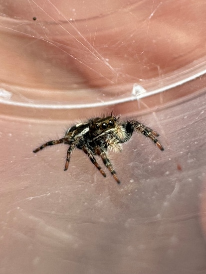 Phidippus Adumbratus Juvenile Jumping Spider by Amy Keeps Arachnids