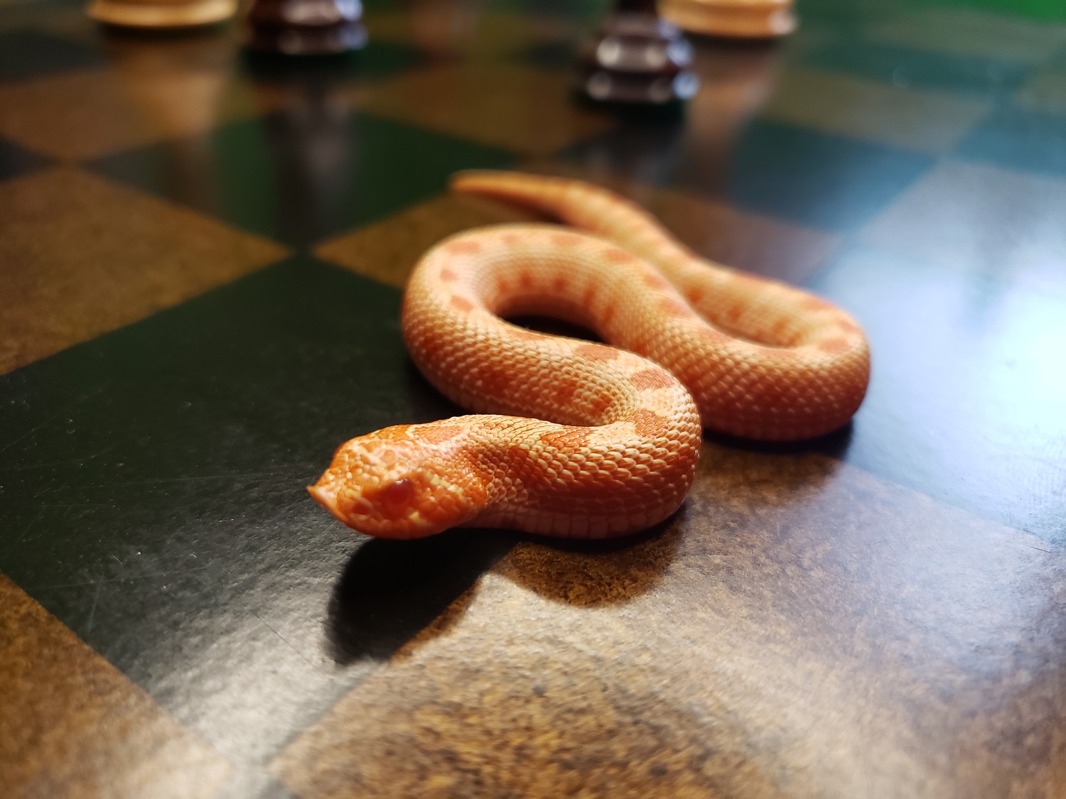 Albino Anaconda High Red Western Hognose by Hogmorphs - MorphMarket
