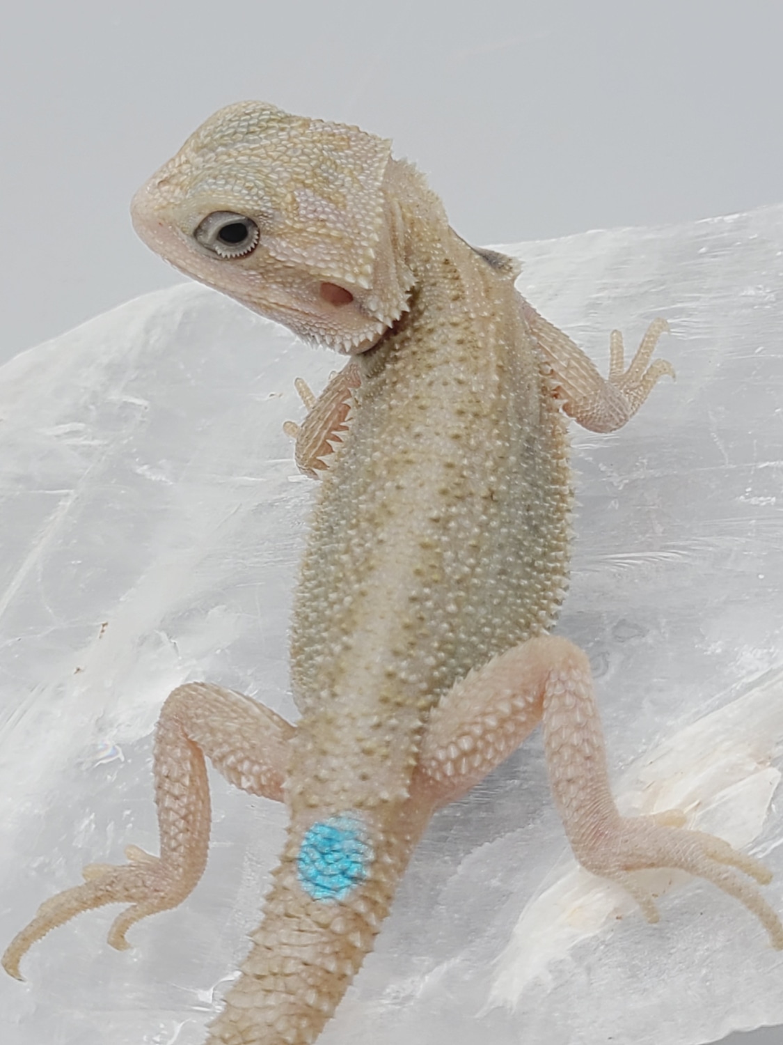 MALE Hypo Trans White Aka POLAR 50% Het Zero Central Bearded Dragon by ...