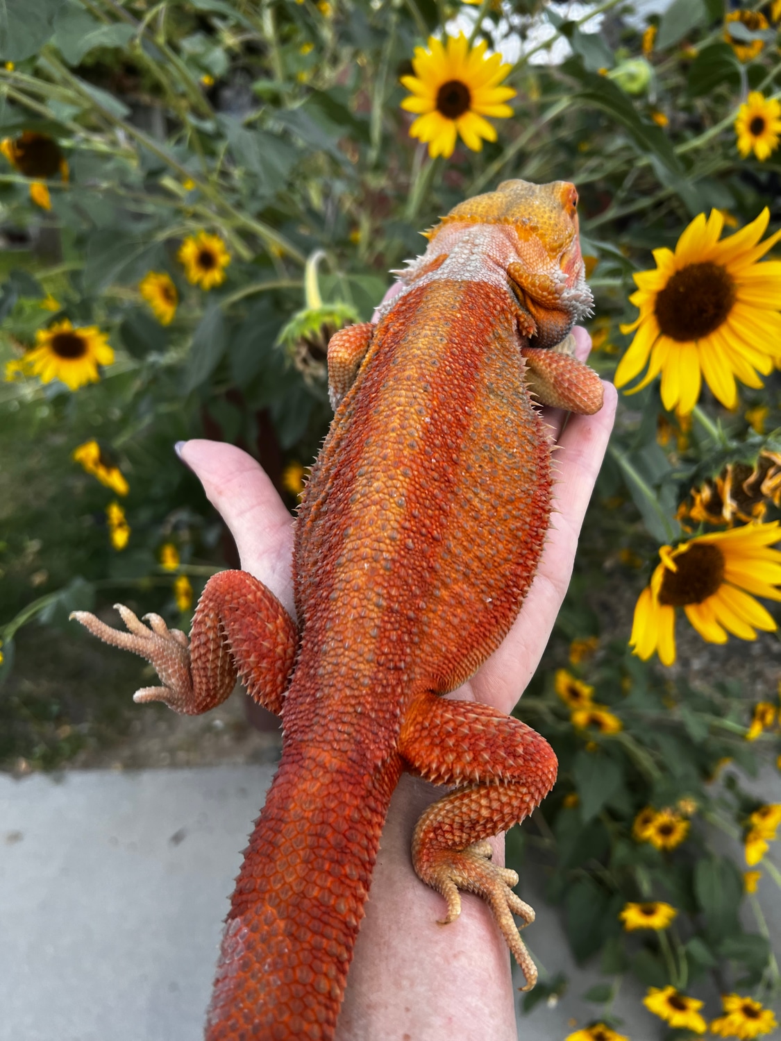 Hypo Translucent Red Colorstripe Central Bearded Dragon by Upscalz ...