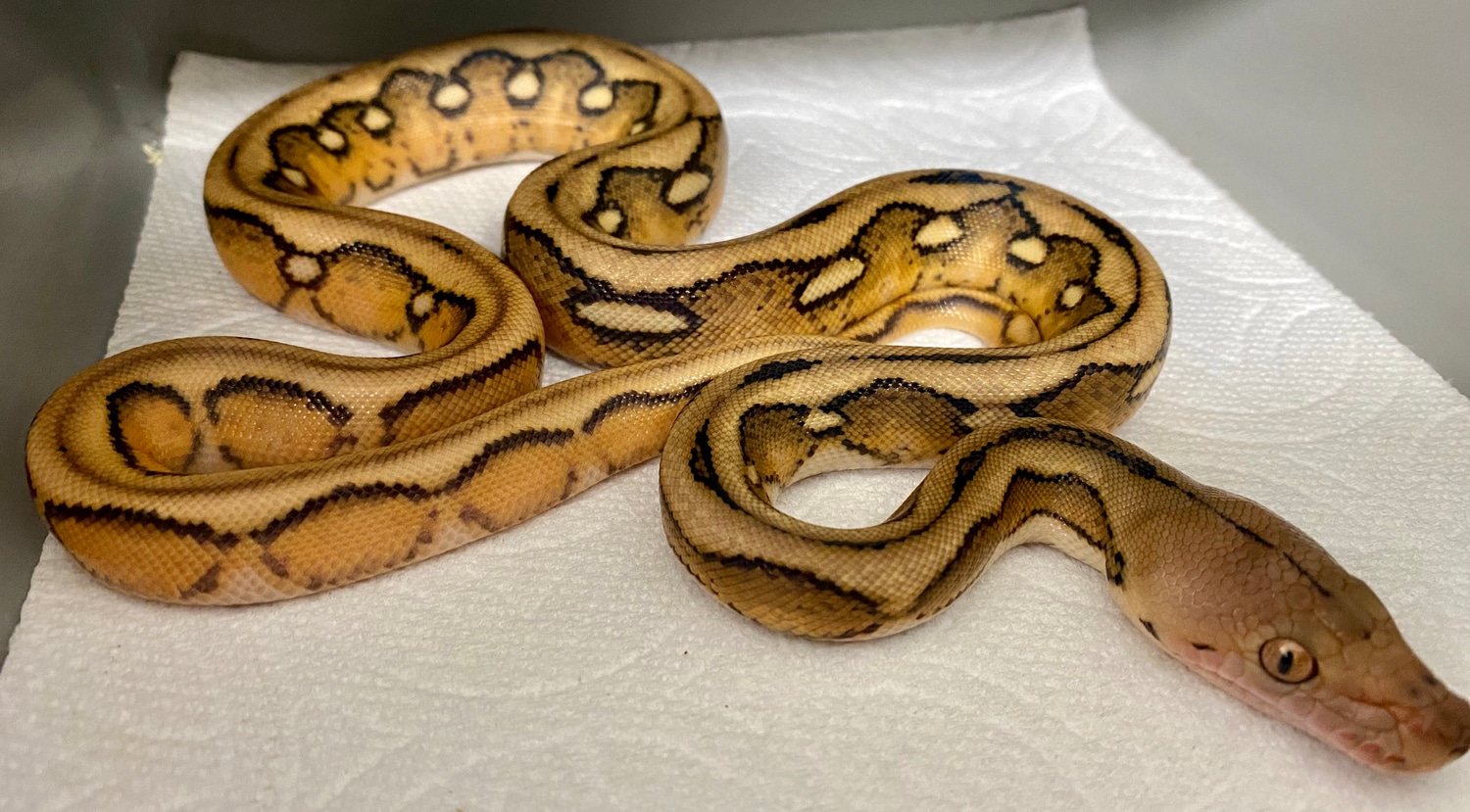 Sunfire Tiger 100% Het Indo Caramel Reticulated Python by Anaheim ...