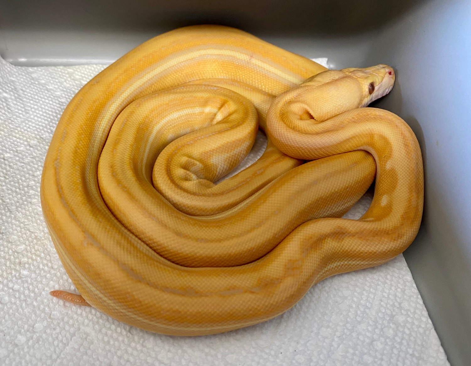 Purple Phantom Super Tiger Reticulated Python by Anaheim Exotics ...