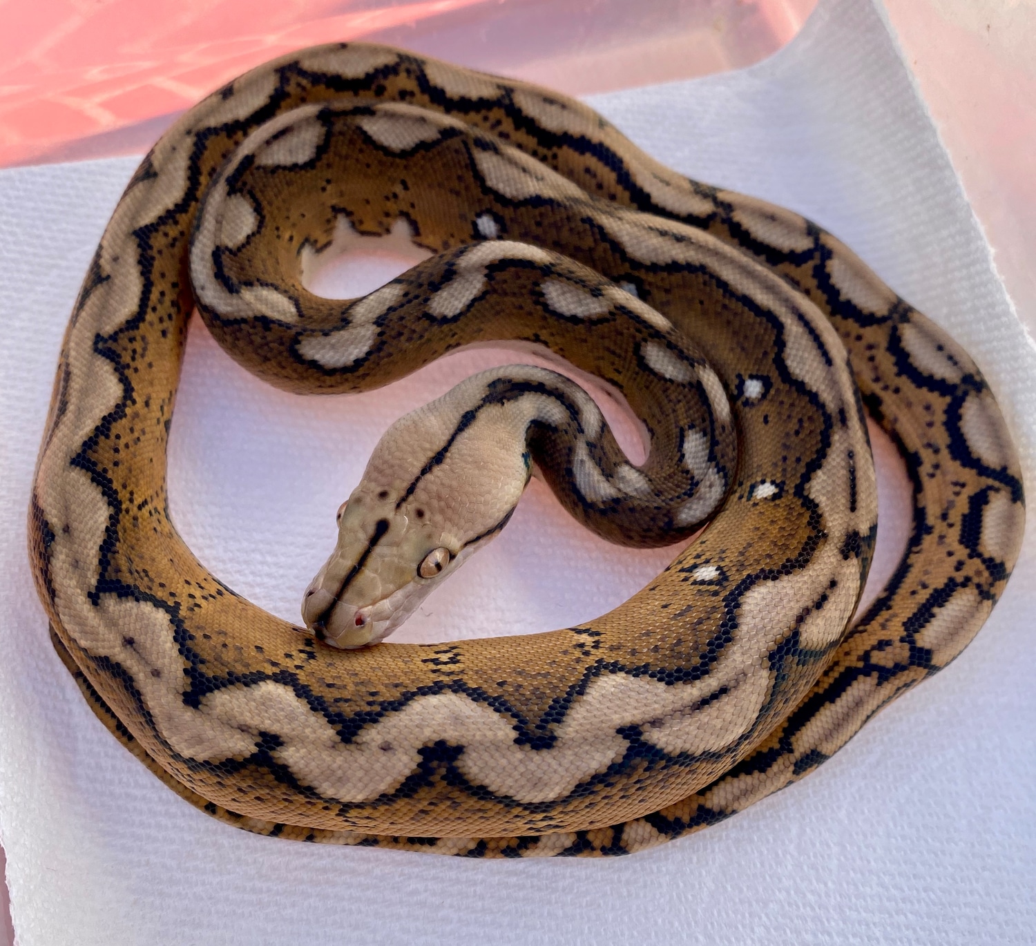 Motley Tiger 100% Het Indo Caramel Reticulated Python by Anaheim ...