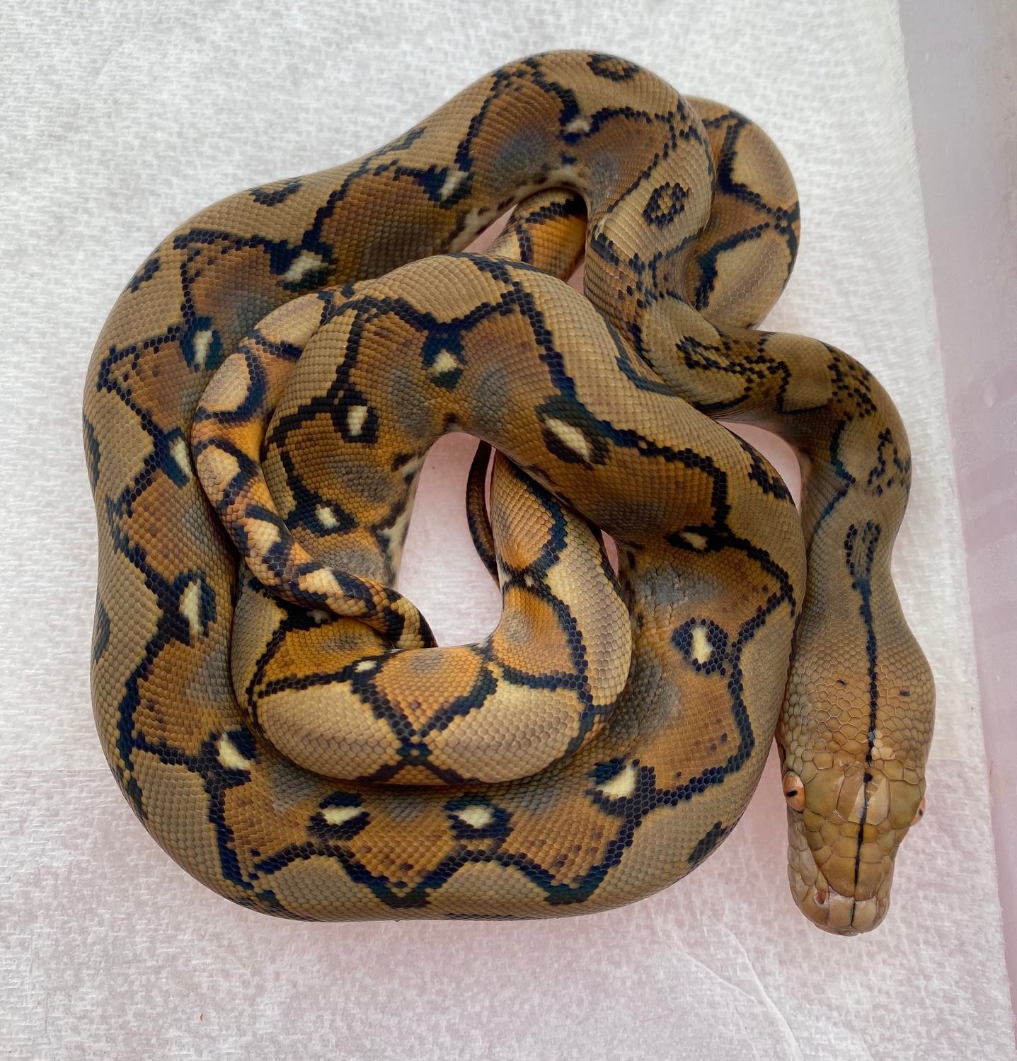 Sunfire 100% Het Indo Caramel Reticulated Python by Anaheim Exotics ...