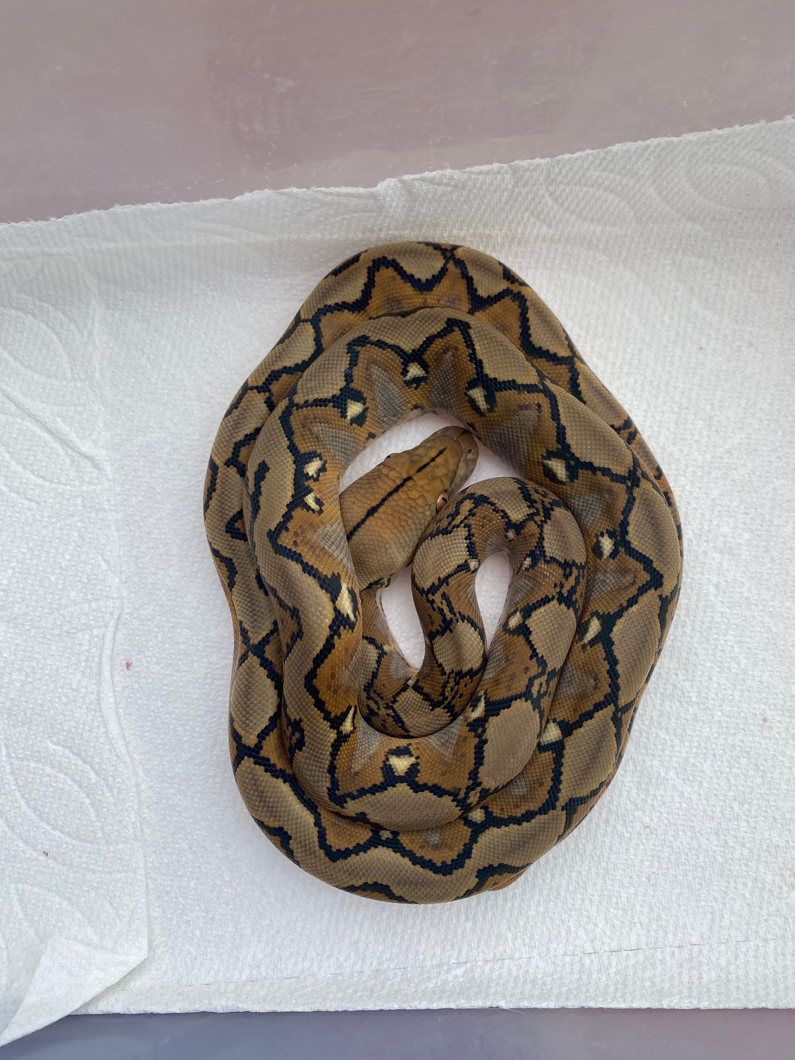 Sunfire 100% Het Indo Caramel Reticulated Python by Anaheim Exotics ...
