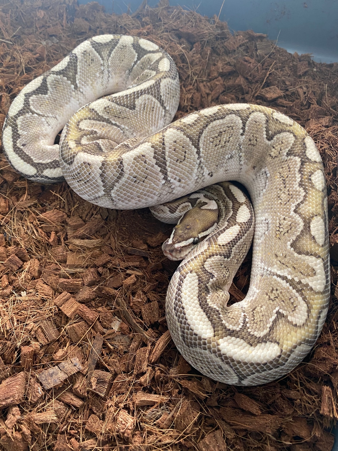 Cinnamon Bamboo Ball Python by Anaheim Exotics - MorphMarket