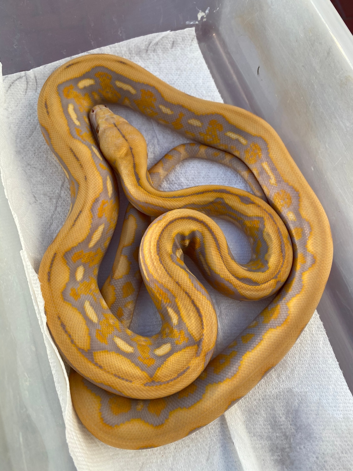 Purple Tiger Reticulated Python by Anaheim Exotics - MorphMarket