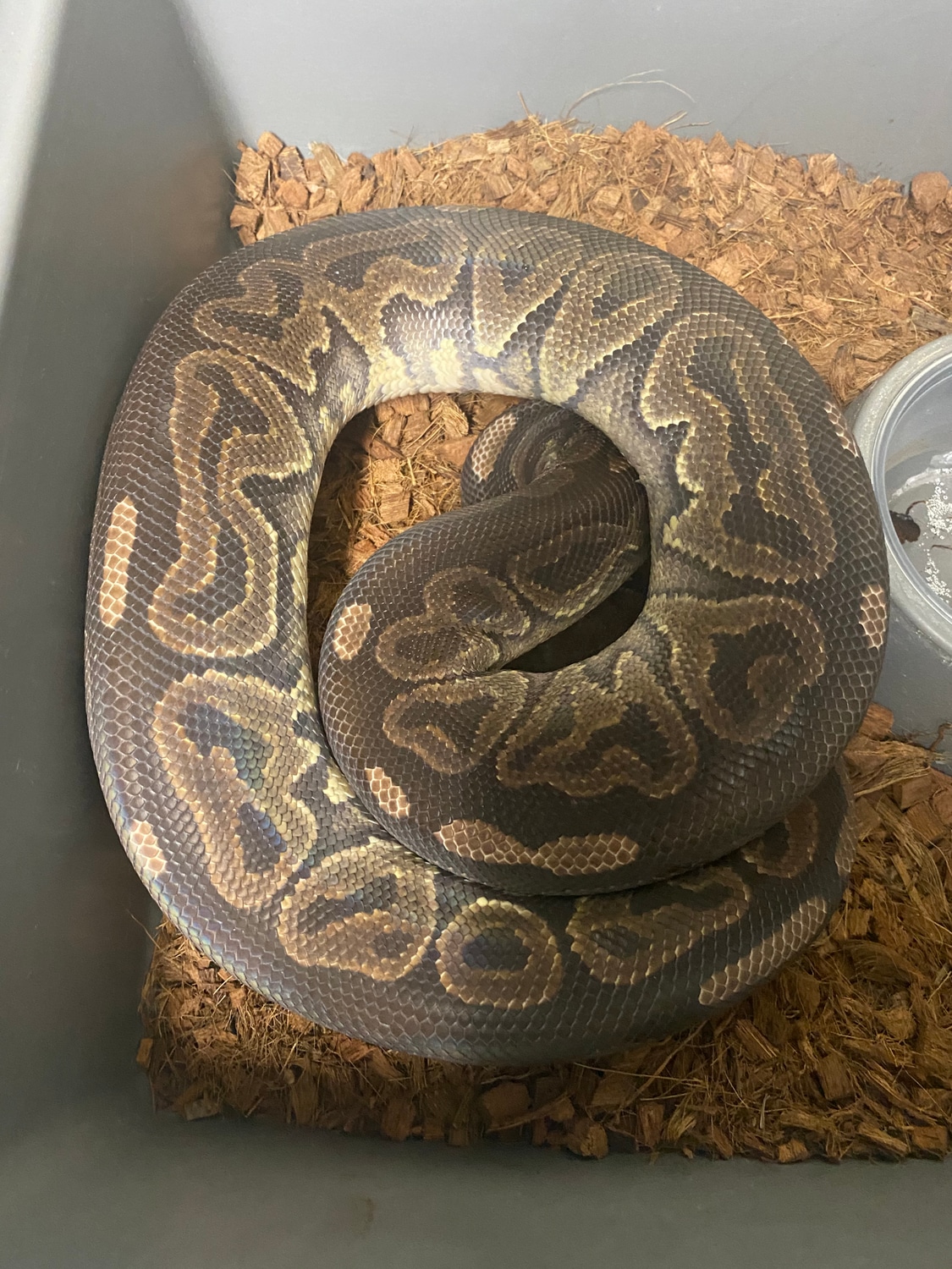 Cinnamon Ball Python by Anaheim Exotics - MorphMarket