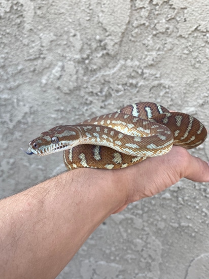 Hypo Bredli Centralian Carpet Python by Anaheim Reptiles